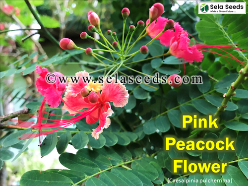 Pink Peacock Flower Seeds (caesalpinia pulcherrima) 100% Fresh | Sela Seeds