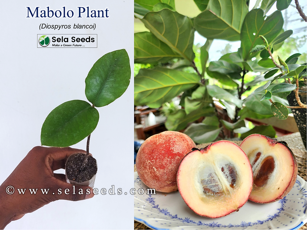 Velvet apple mabolo butter fruit plant (Diospyros blancoi) | Sela Seeds