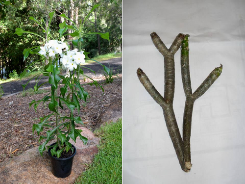 Temple Tree, Plumeria pudica plant cuttings (Frangipani) | Sela Seeds