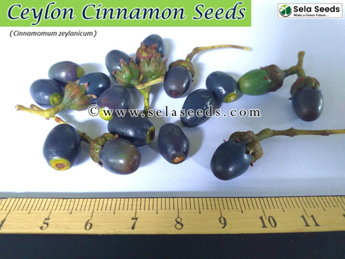 Original Ceylon Cinnamon Seeds (Cinnamomum zeylanicum) organic 100% ...