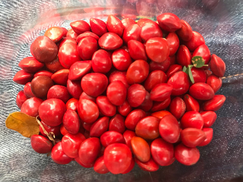 Red bead seeds, zumbic tree, Red Lucky Seed | Sela Seeds