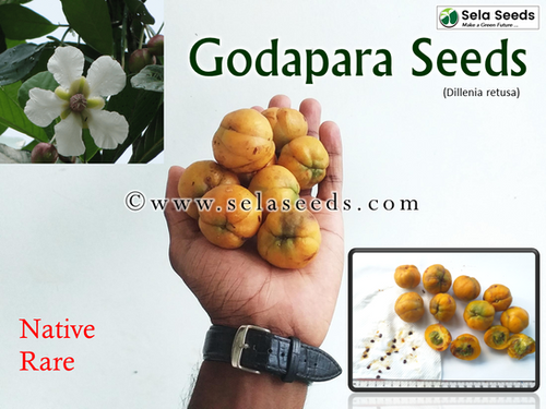 Godapara Seeds ~Dillenia retusa~ Rare herbal seeds 100% Fresh | Sela Seeds