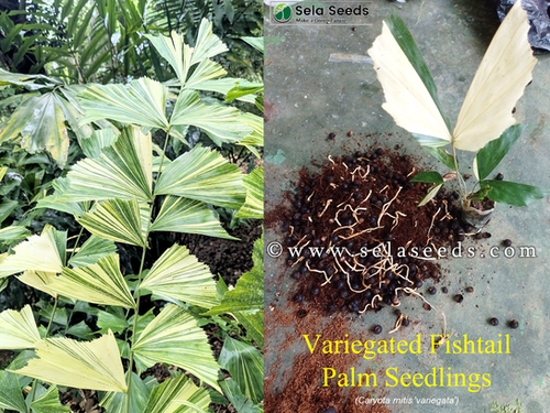 Caryota mitis variegata seedlings - Variegated fishtail palm | Sela Seeds