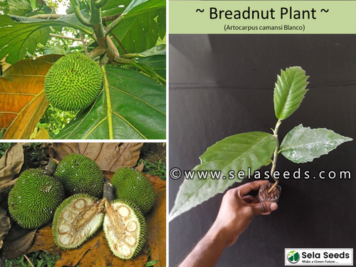 Breadnut plant (Artocarpus camansi) Blanko 8"-12" inches size | Sela Seeds