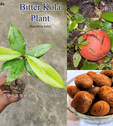 bitter kola