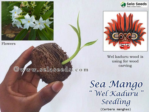 Sea mango (Cerbera manghas) seedlings | Sela Seeds