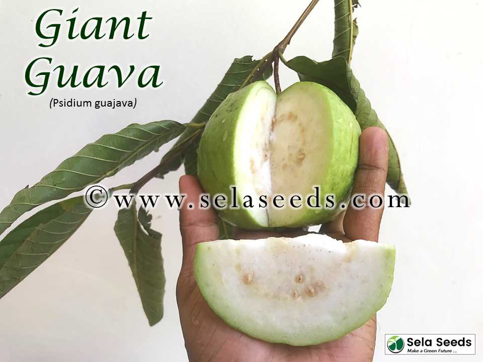 Asian Giant 3 lb. Guava seeds (psidium guajava) | Sela Seeds