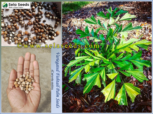 CARYOTA MITIS VARIEGATA - VARIEGATED FISHTAIL PALM x10 SEEDS | Sela Seeds
