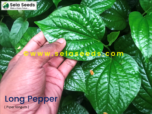 Long pepper (Piper longum) plant Indian long pepper, pipli | Sela Seeds