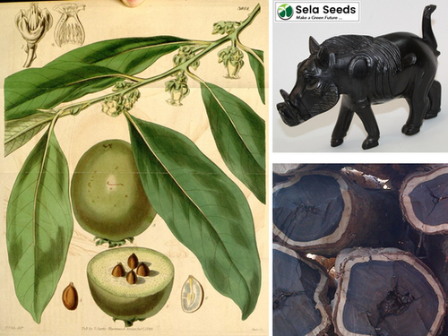 Ceylon EbonyTree Seeds, Diospyros ebenum fresh 10 seeds | Sela Seeds