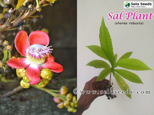 Sal Plant ( Shorea robusta ) plant size : 30 - 40Cm | Sela Seeds