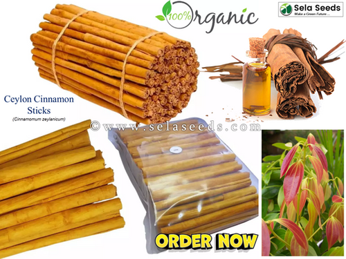 Ceylon Cinnamon Sticks C5 Grade | Sela Seeds