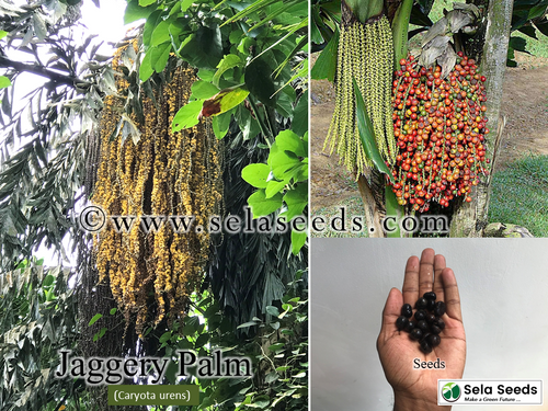 Jaggery Palm Seeds, toddy palm, kitul palm (Caryota urens) | Sela Seeds