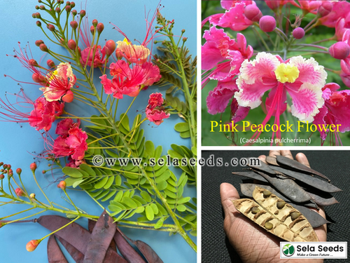 Pink Peacock Flower Seeds (caesalpinia pulcherrima) 100% Fresh | Sela Seeds