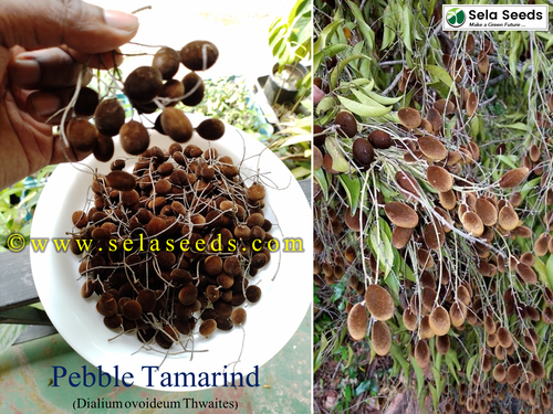 Velvet Tamarind, pebble tamarind seeds (Dialium ovoideum Thwaites ...