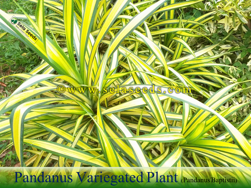 Pandanus Golden (Pandanus Baptistii) - Plant | Sela Seeds