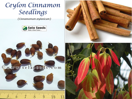 Cinnamon seedlings (Cinnamomum zeylanicum) RARE | Sela Seeds