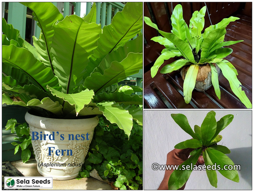 Bird's nest fern (Asplenium nidus) 15Cm - 20Cm size potted plant | Sela ...