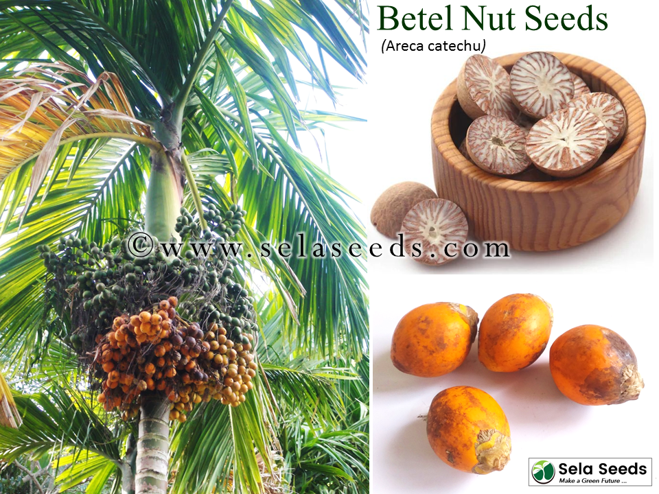 Betel palm seeds (Areca catechu) | Sela Seeds
