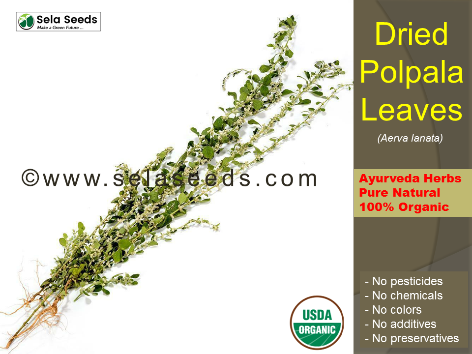 Plant-Based Products | Sela Seeds