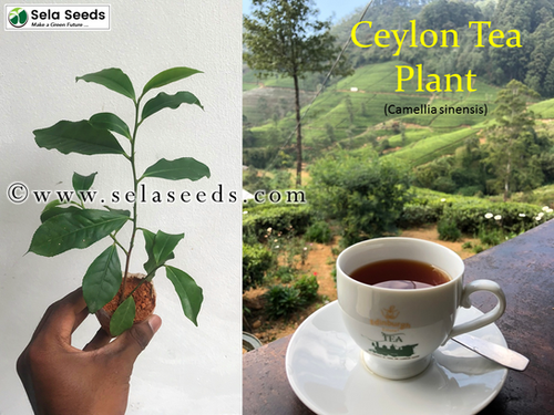 Ceylon Tea Plant (Camellia sinensis) 25Cm - 35Cm Size potted plant ...