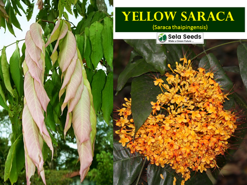 Yellow saraca, yellow ashoka (Saraca thaipingensis) rara seeds , 100% ...