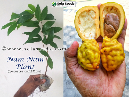 Nam nam live plant (Cynometra cauliflora) 35Cm - 40Cm Size 01 plant ...