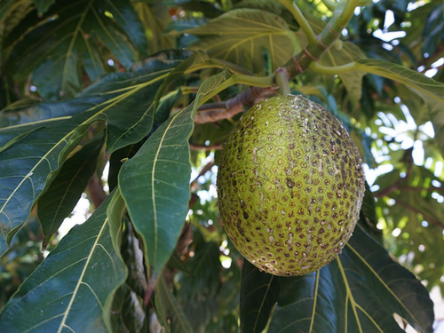 Breadfruit (Artocarpus altilis) root cuttings, 5"-8" Inches size ...