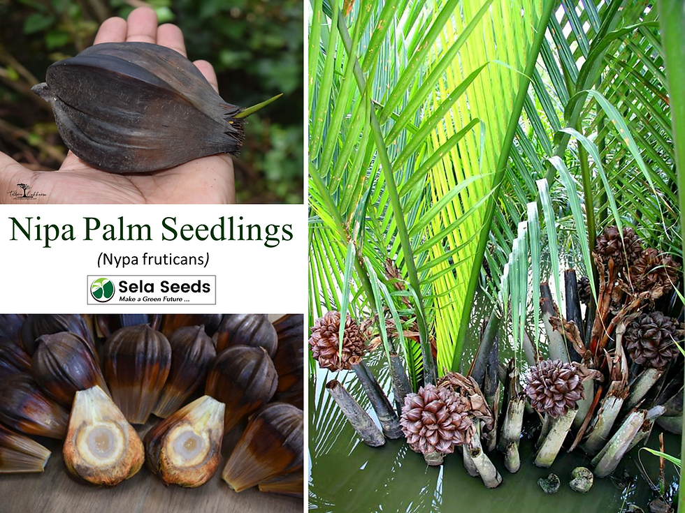 Original Ceylon Cinnamon Seeds (Cinnamomum zeylanicum) organic 100% ...