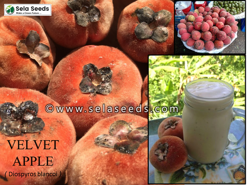Velvet apple mabolo butter fruit (Diospyros blancoi) seeds | Sela Seeds
