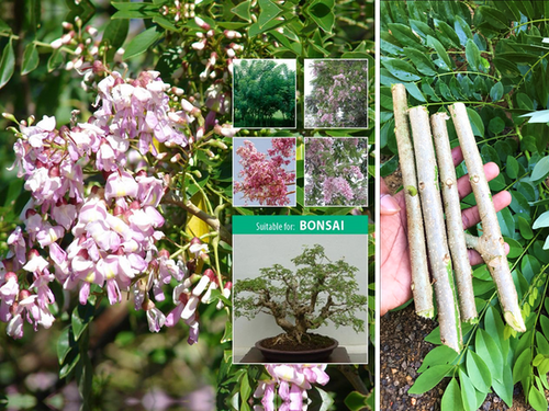 Gliricidia cuttings (Gliricidia sepium) 5"-7" inch size | Sela Seeds