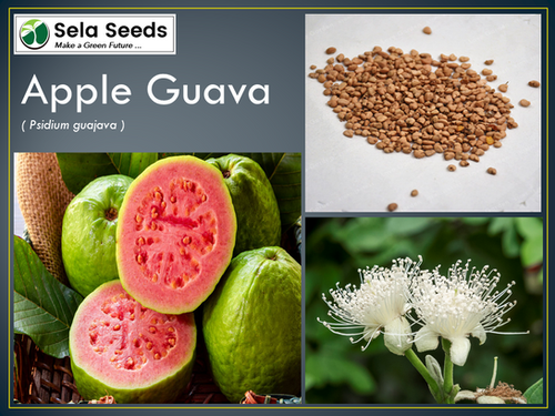 Apple Guavas Seeds (Psidium guajava) Organic and 100% fresh | Sela Seeds