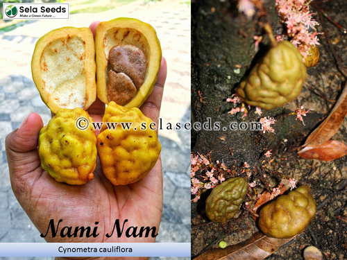 Nami Nam Seeds (Cynometra cauliflora) Nam Nam fruit seeds | Sela Seeds