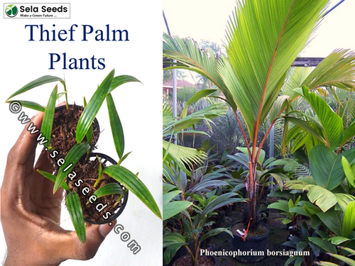 Thief Palm plants ,stevensonia palm (Phoenicophorium borsigianum ...