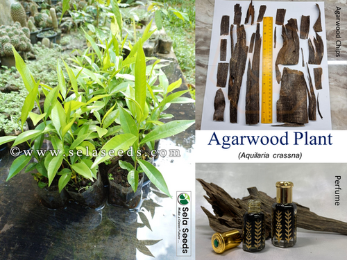 Agarwood Plants (Aquilaria crassna) Rare oud plant | Sela Seeds