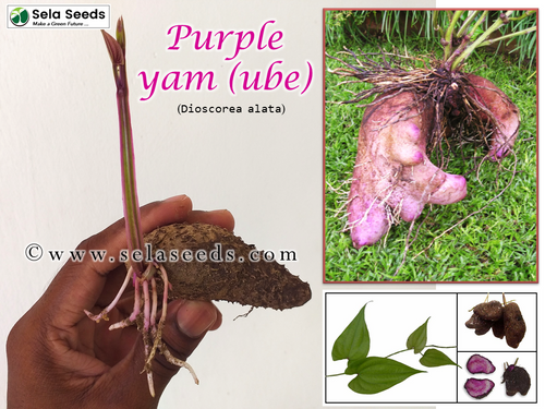 Purple yam - ube (Dioscorea alata) edible subterranean tubers | Sela Seeds