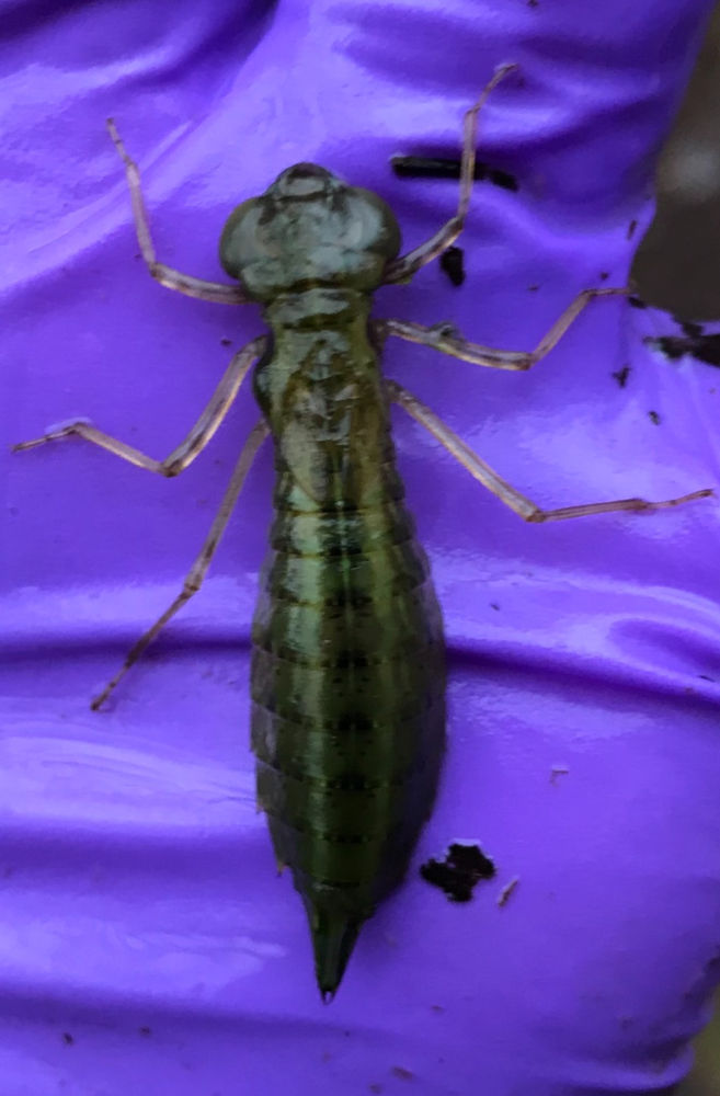 CRITTER SPOTLIGHT: Darner Dragonfly: Anax junius