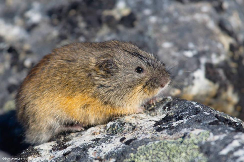 Critter Spotlight: Brown Lemming: Lemmus sibiricus