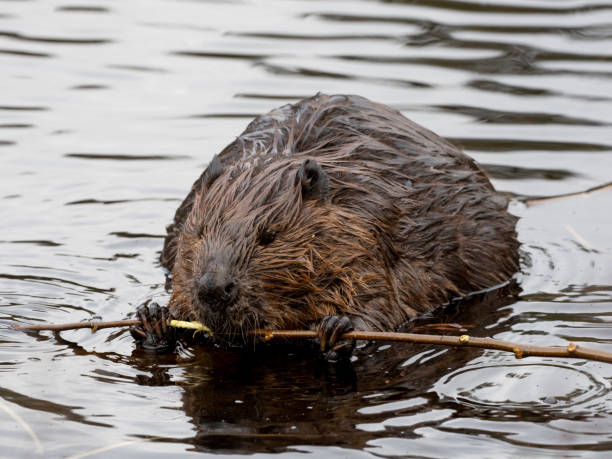 Native American Flood Legends Native American November
