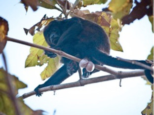 White Scrotum Howler Monkey | sunset-shores