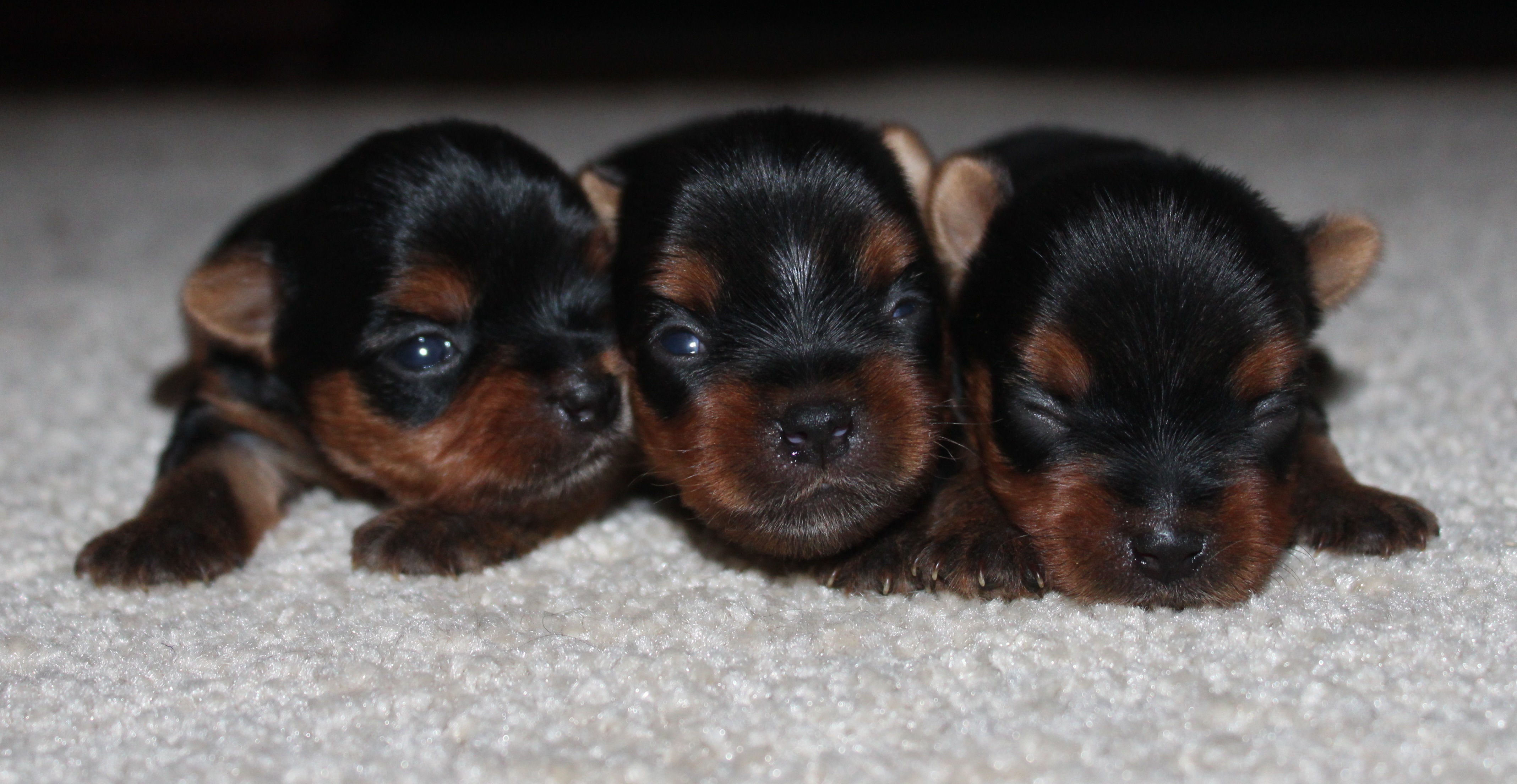 Havanese and Yorkshire Terrier Puppies