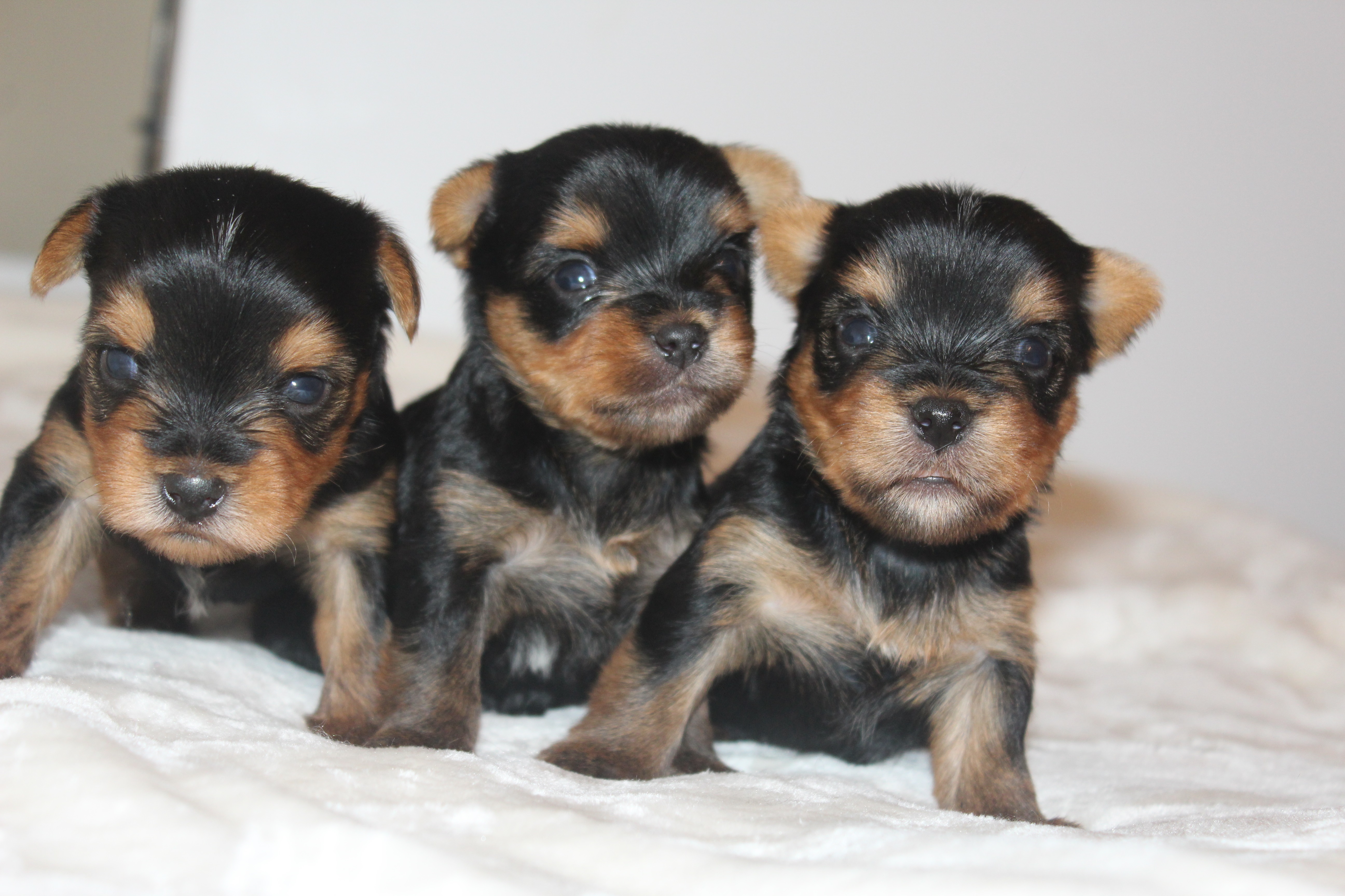 Havanese and Yorkshire Terrier Puppies