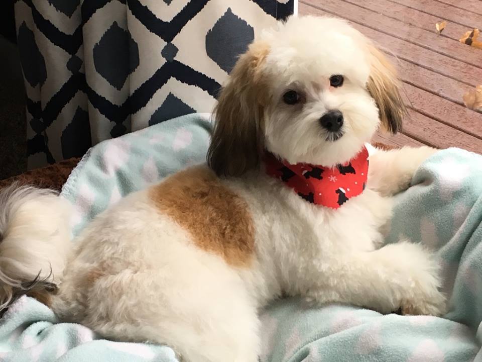 Havanese and Yorkshire Terrier Puppies