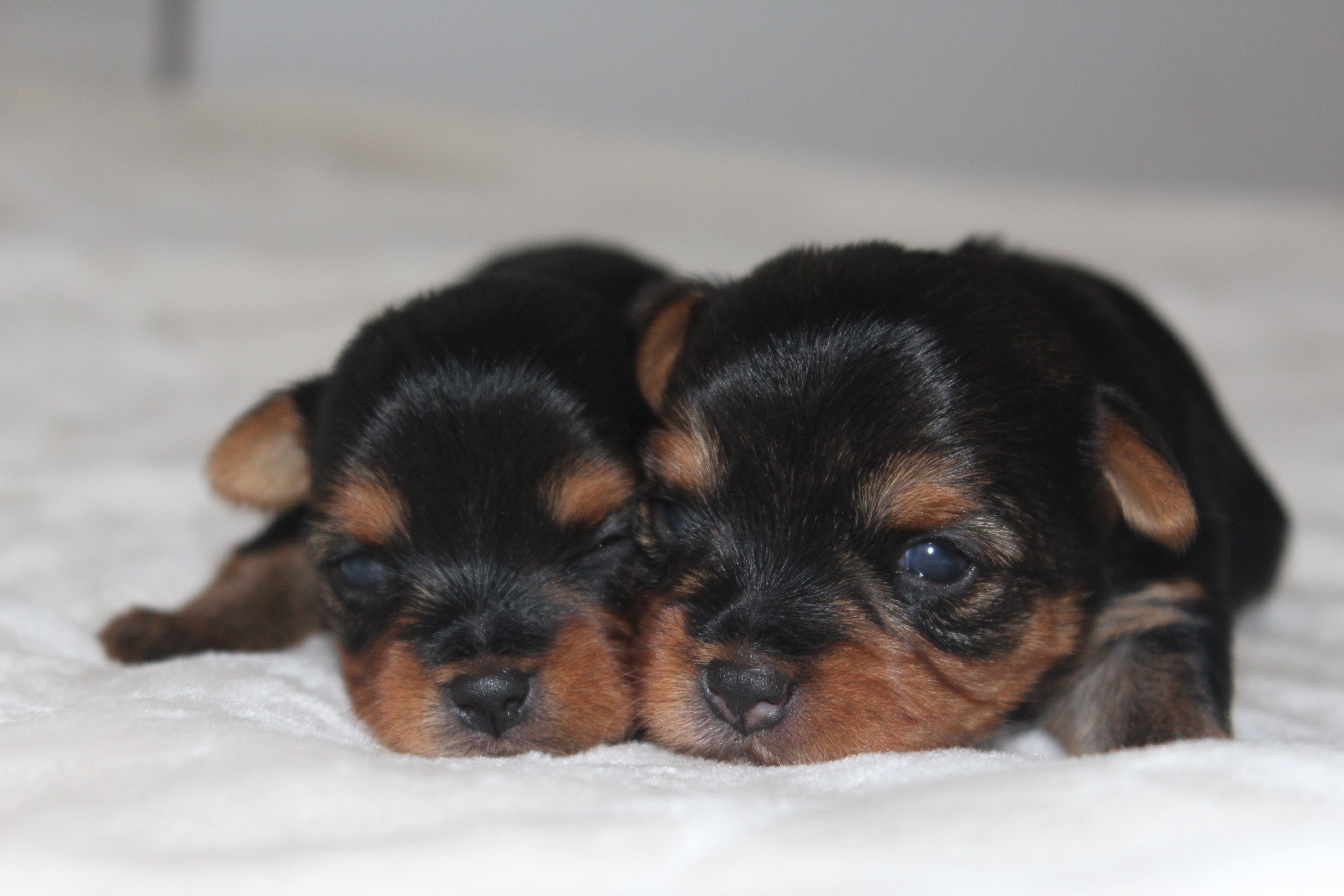 Havanese and Yorkshire Terrier Puppies