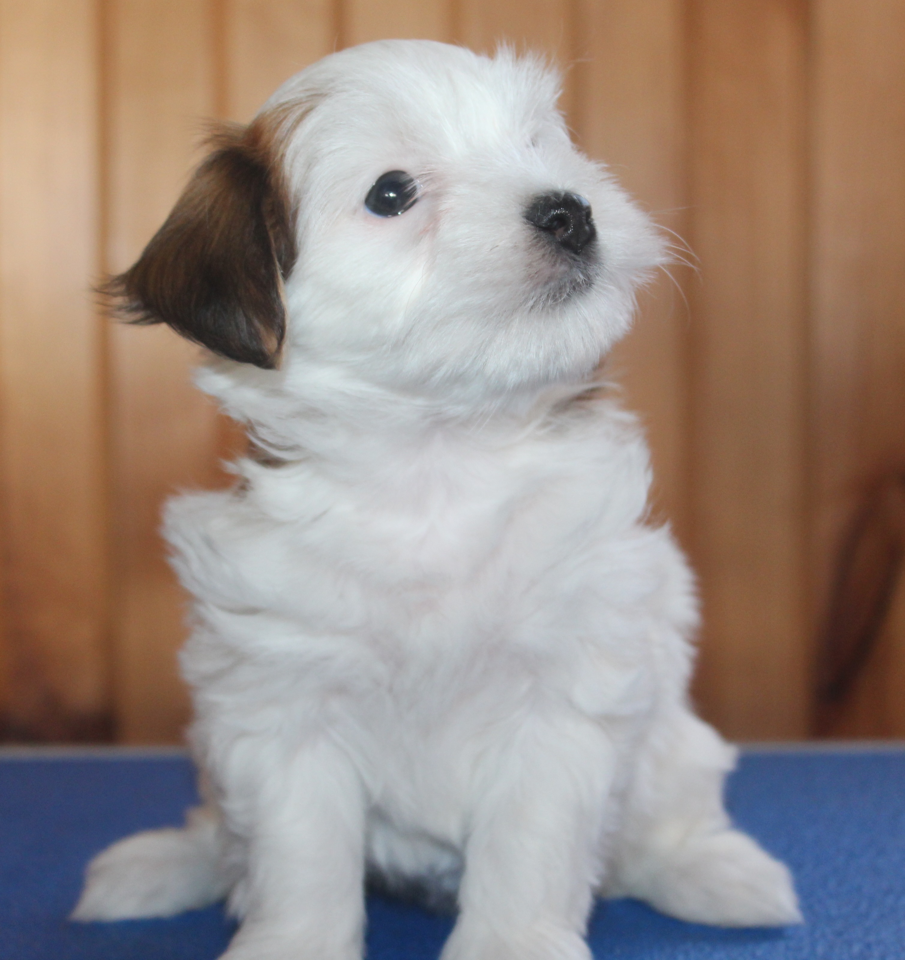 Havanese and Yorkshire Terrier Puppies
