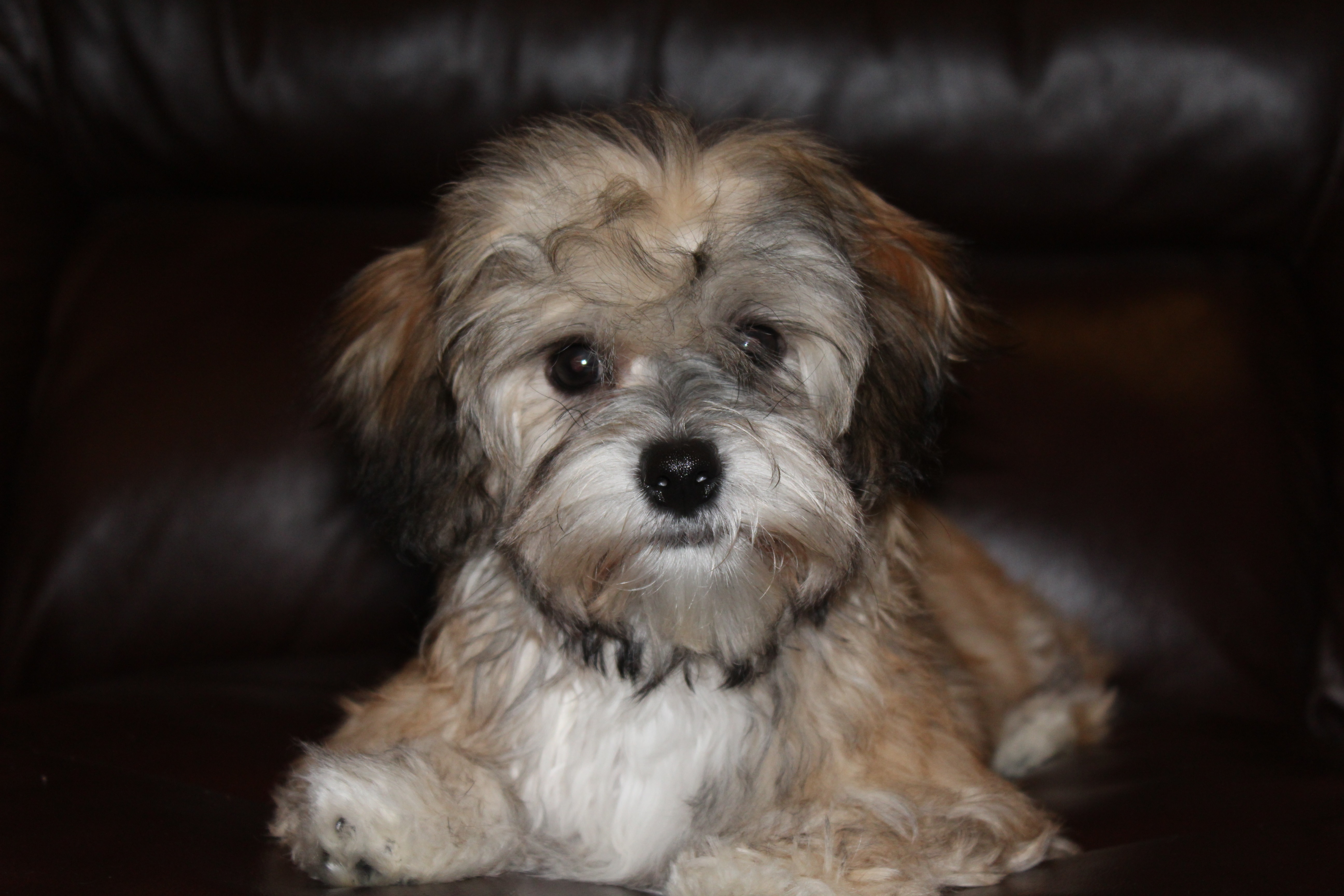 Havanese and Yorkshire Terrier Puppies