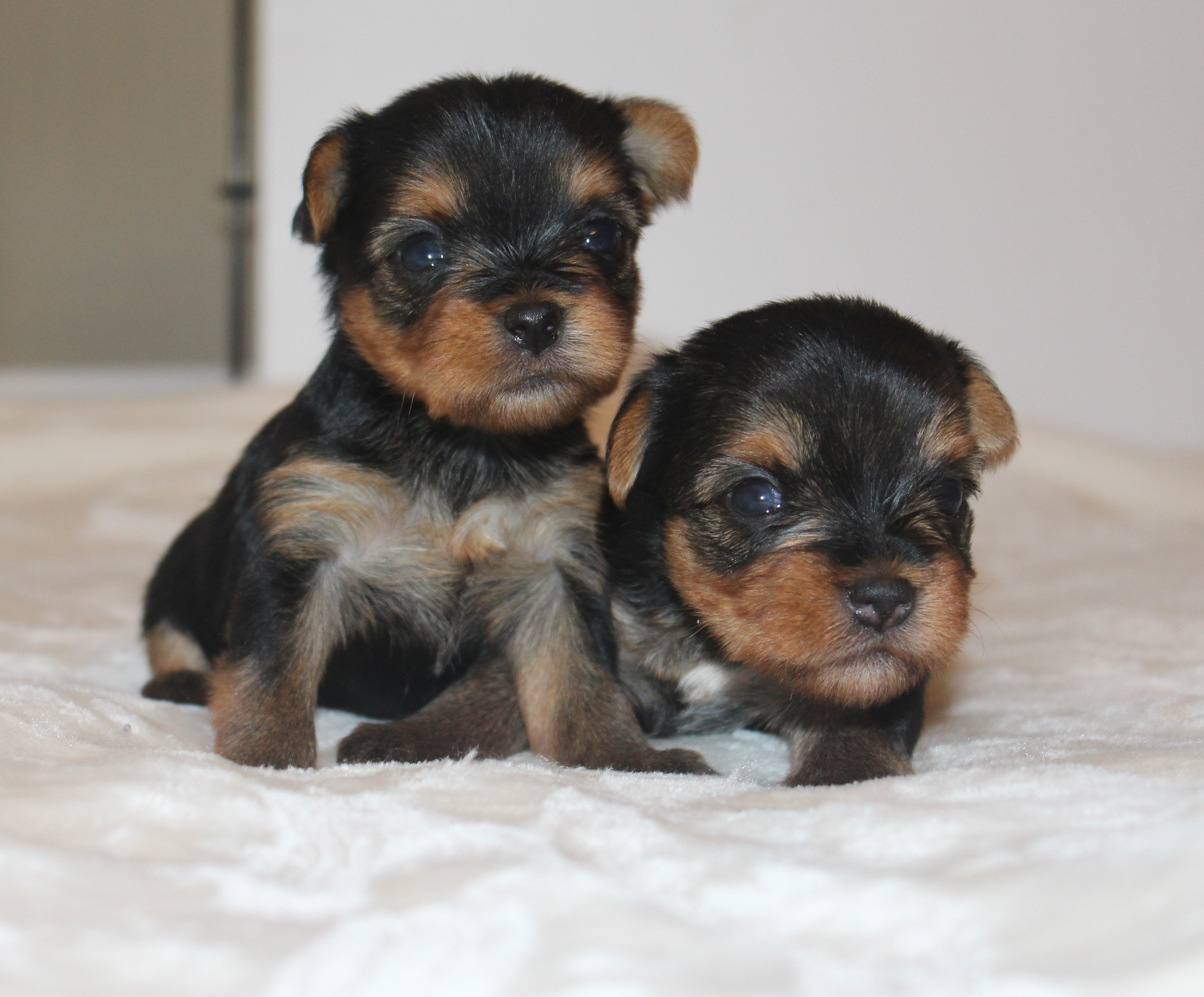 Havanese and Yorkshire Terrier Puppies