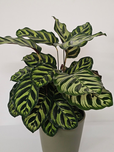 Calathea Plant | Kora Floral Boutique