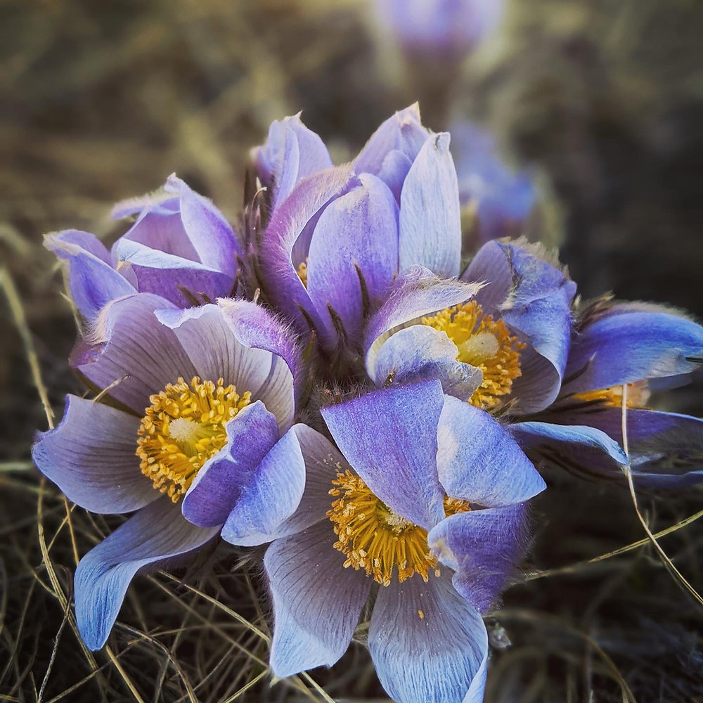 Hunting for the Prairie Crocus in Calgary, Alberta Canada