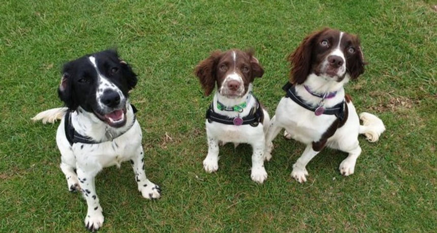 Springer Spaniel Puppies | Bluebell Springer Spaniels | Cornwall UK